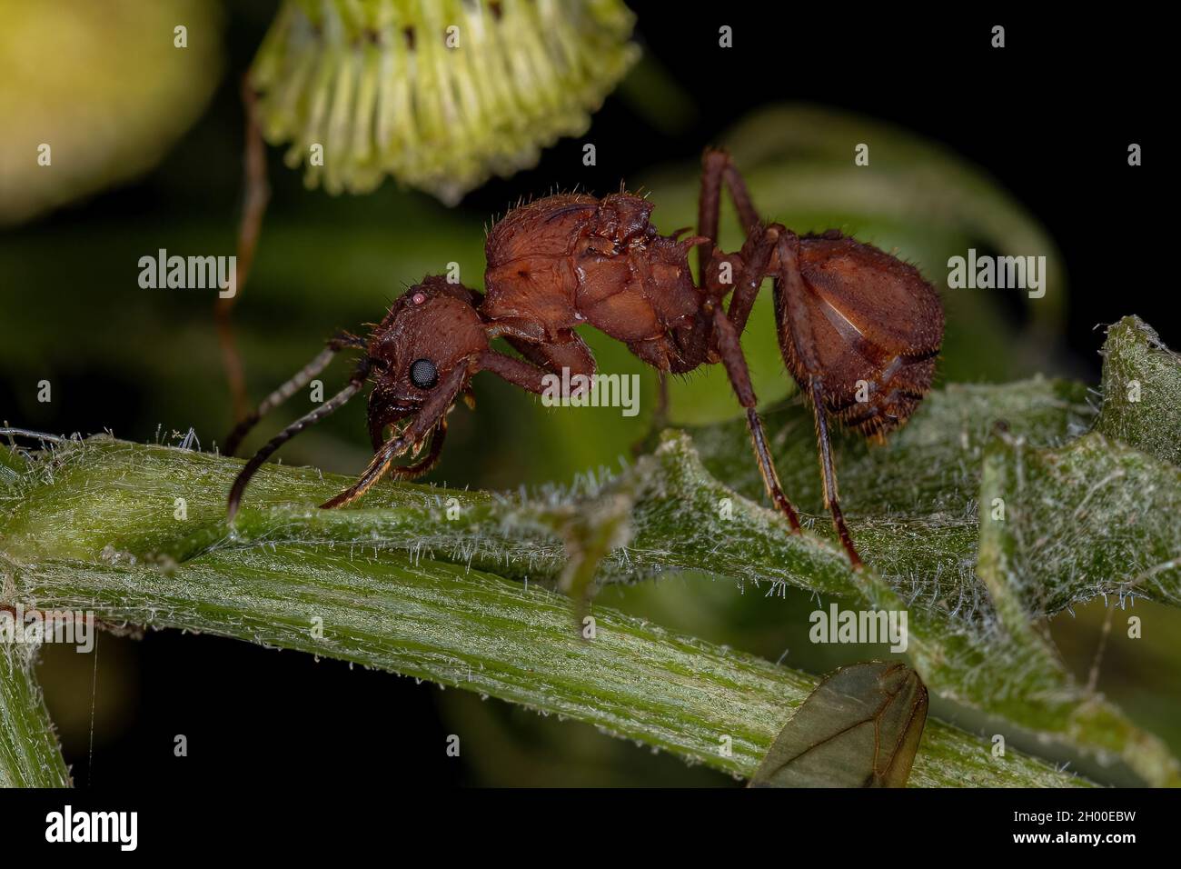 Adult Female Acromyrmex Leaf-cutter Queen Ant of the Genus Acromyrmex ...