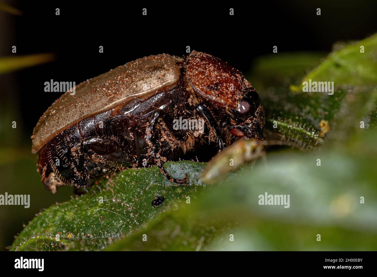 The scarab family hi-res stock photography and images - Alamy