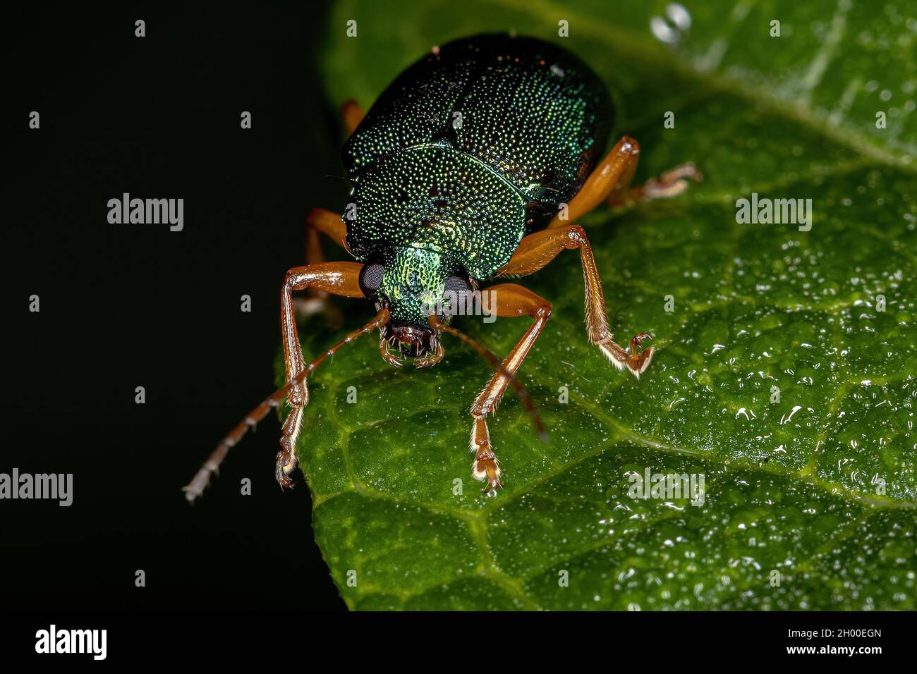 Adult Leaf Beetle of the Subfamily Eumolpinae Stock Photo - Alamy