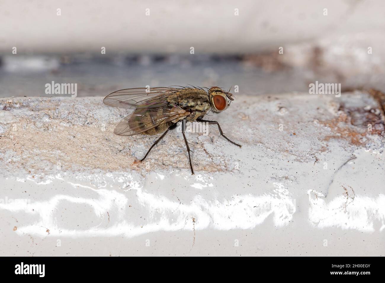 Adult Calyptrate Fly of the Zoosubsection Calyptratae Stock Photo - Alamy