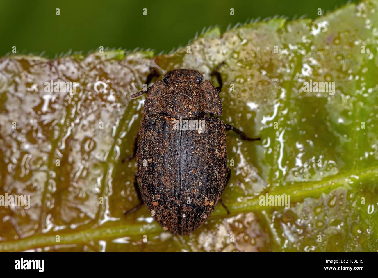 Tenebrionid beetle hi-res stock photography and images - Alamy