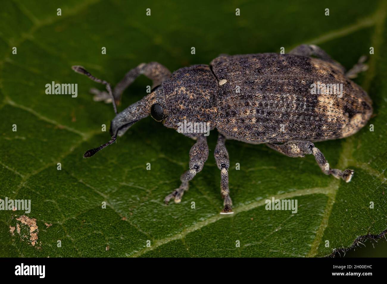 Adult True Weevil of the Family Curculionidae Stock Photo - Alamy