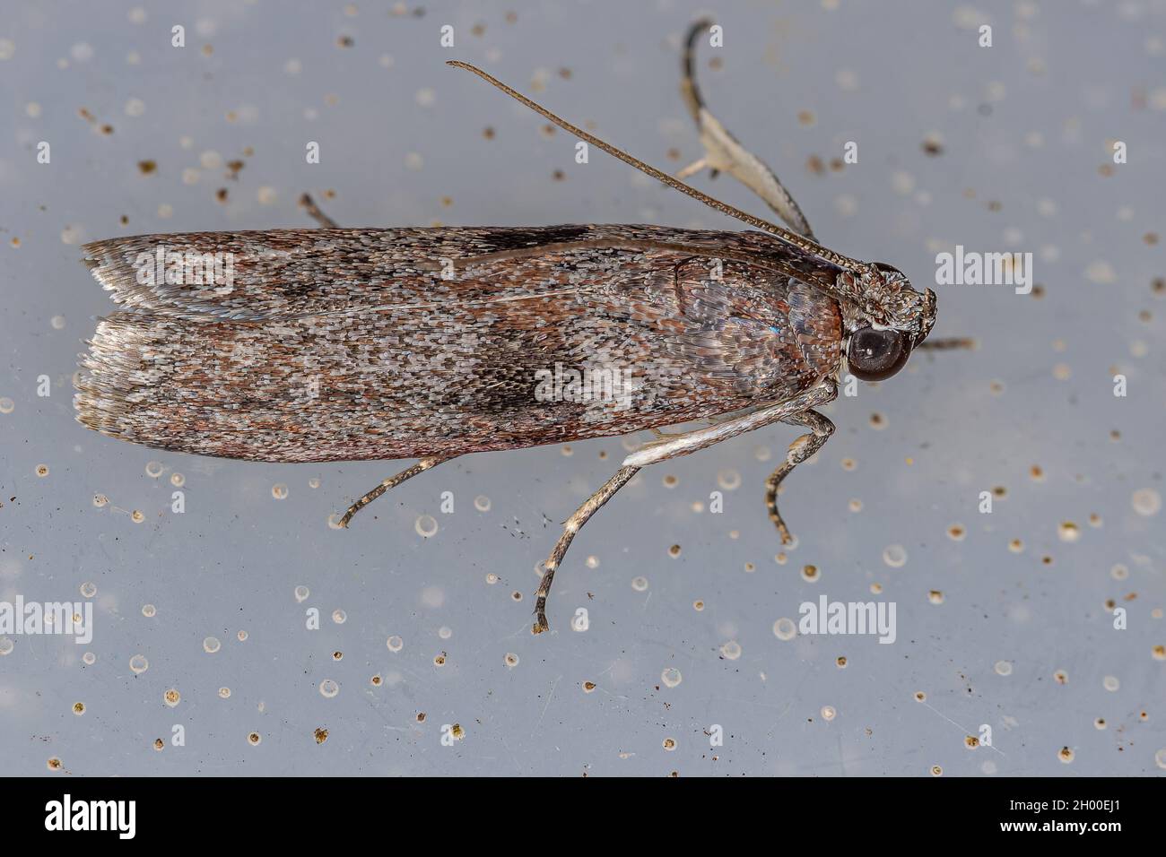 Pyralidae hi-res stock photography and images - Alamy