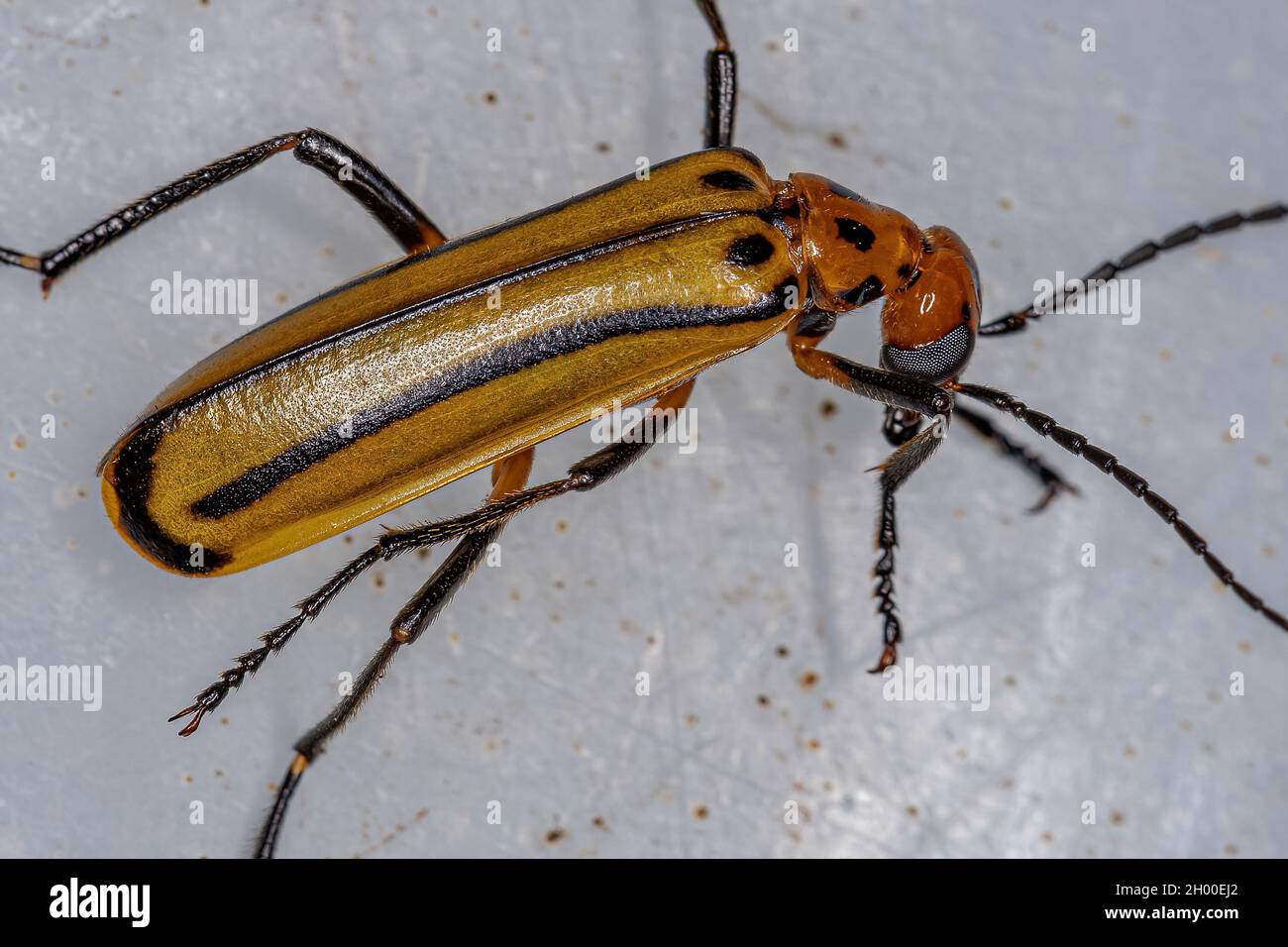 Adult Burning Blister Beetle of the Genus Pyrota Stock Photo - Alamy
