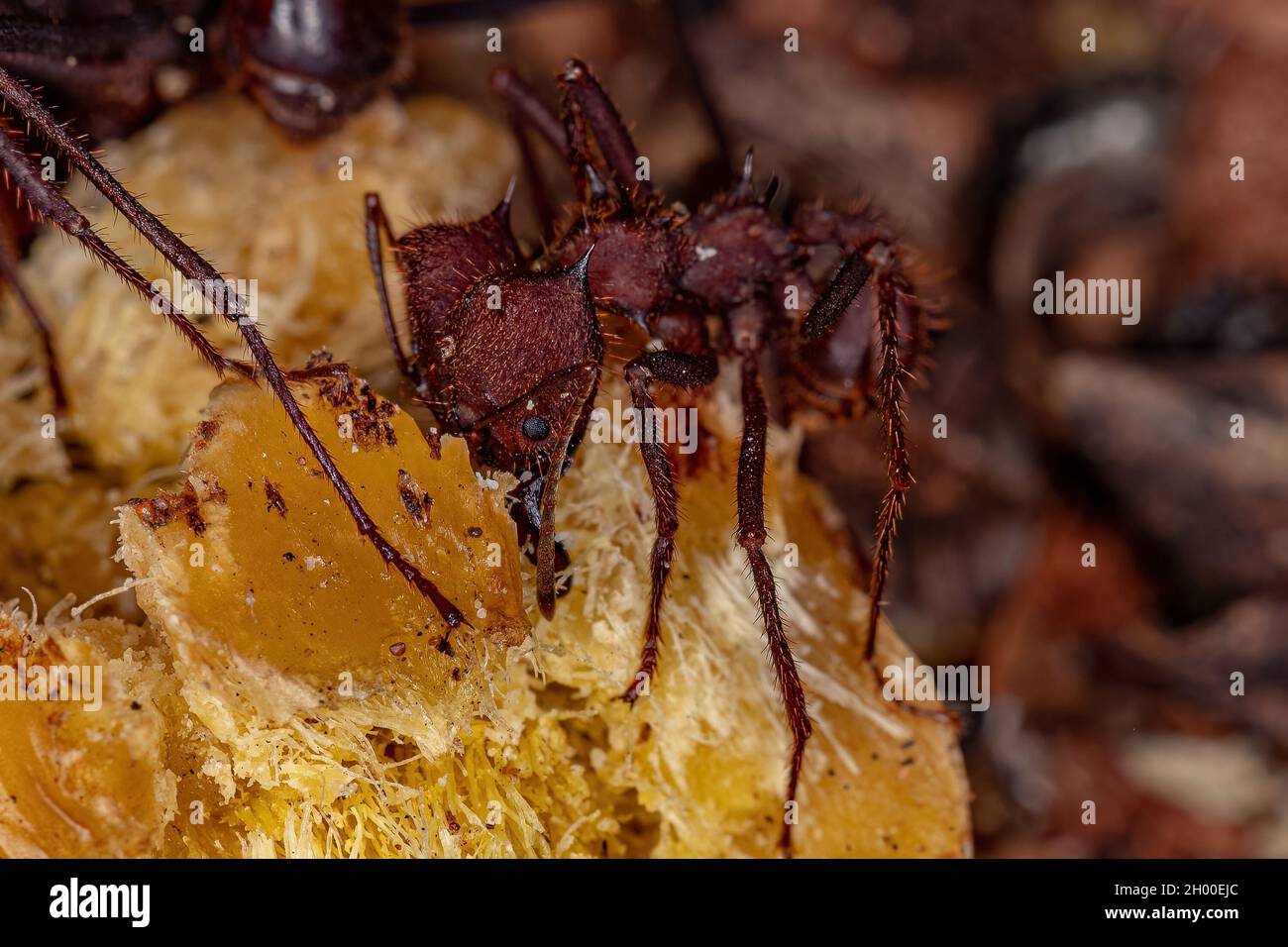 Atta Leaf-cutter Ant of the species Atta laevigata eating a palm fruit ...