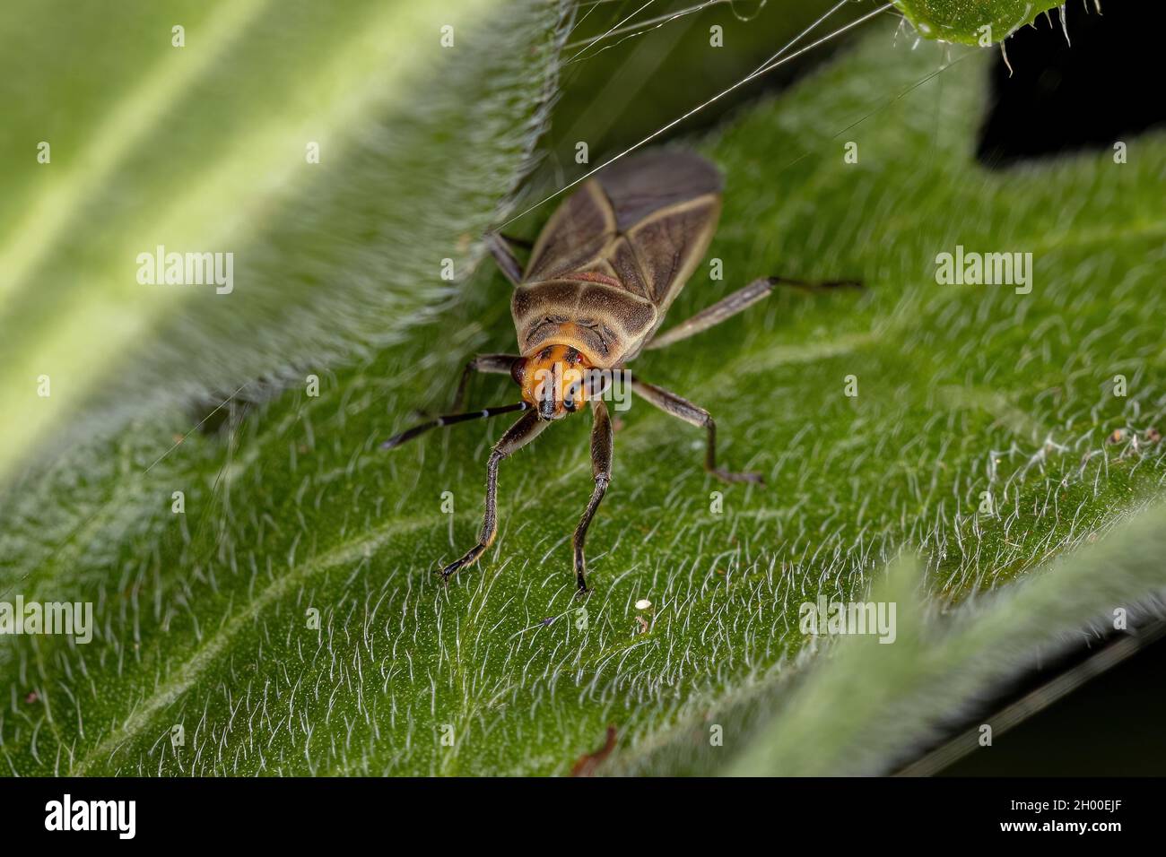 Seed bug nymph hi-res stock photography and images - Alamy