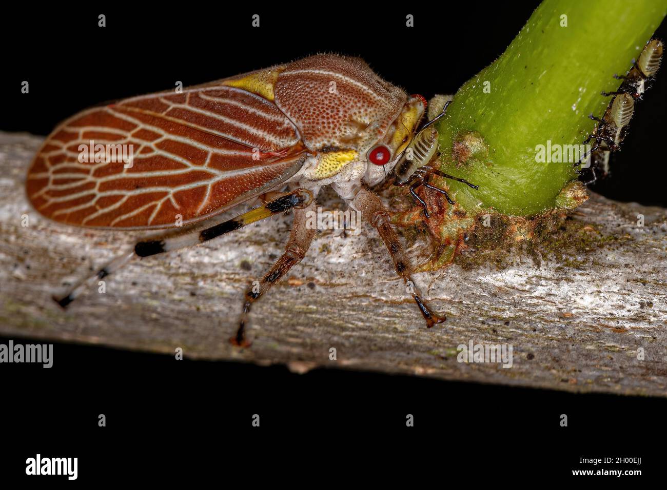Adult Aetalionid Treehopper of the species Aetalion reticulatum Stock ...