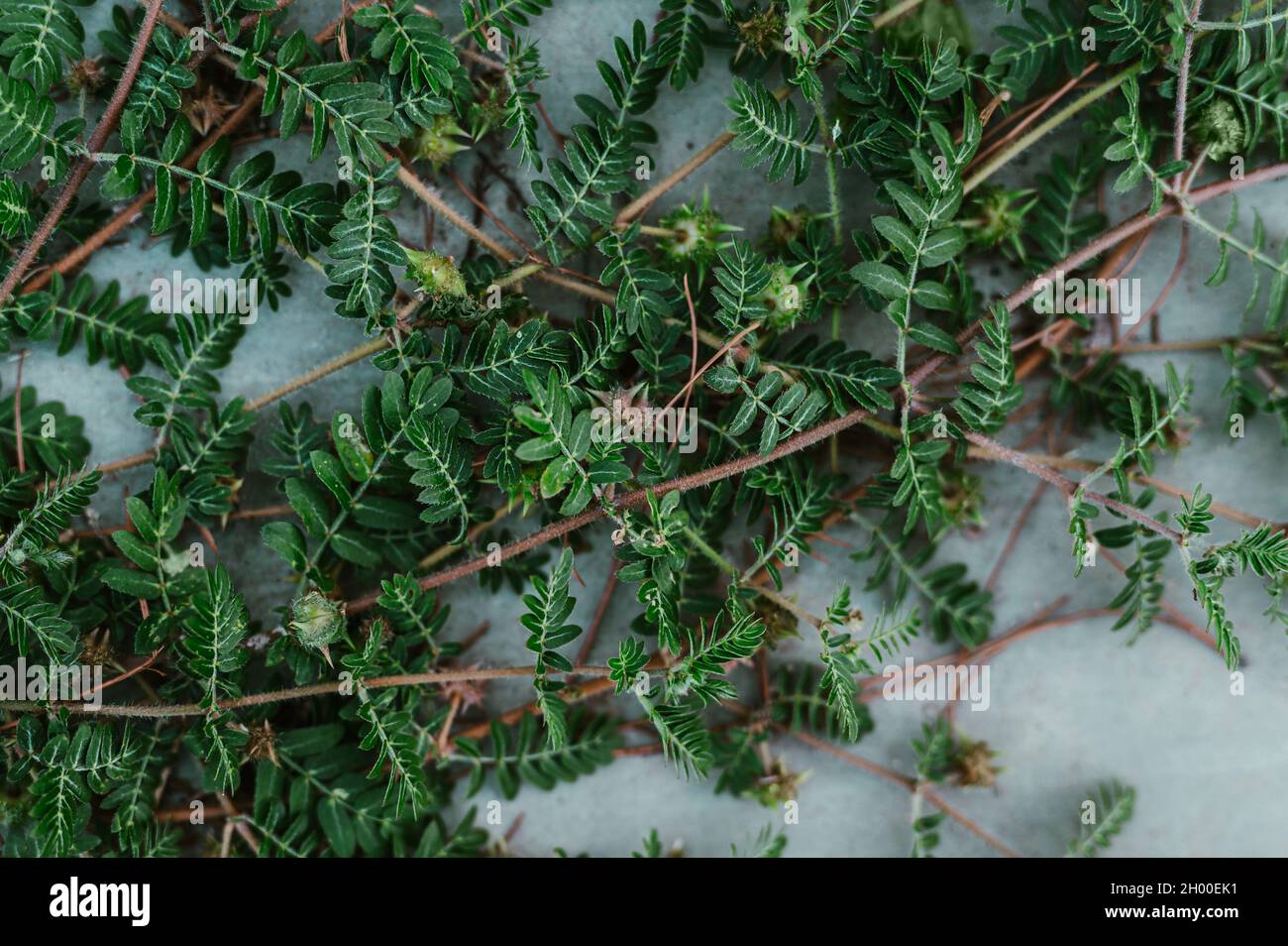 A heap of goat's-head plant branches with green leaves Stock Photo - Alamy