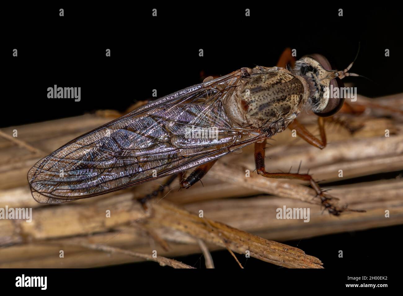 Adult Robber Fly of the Subfamily Asilinae Stock Photo - Alamy