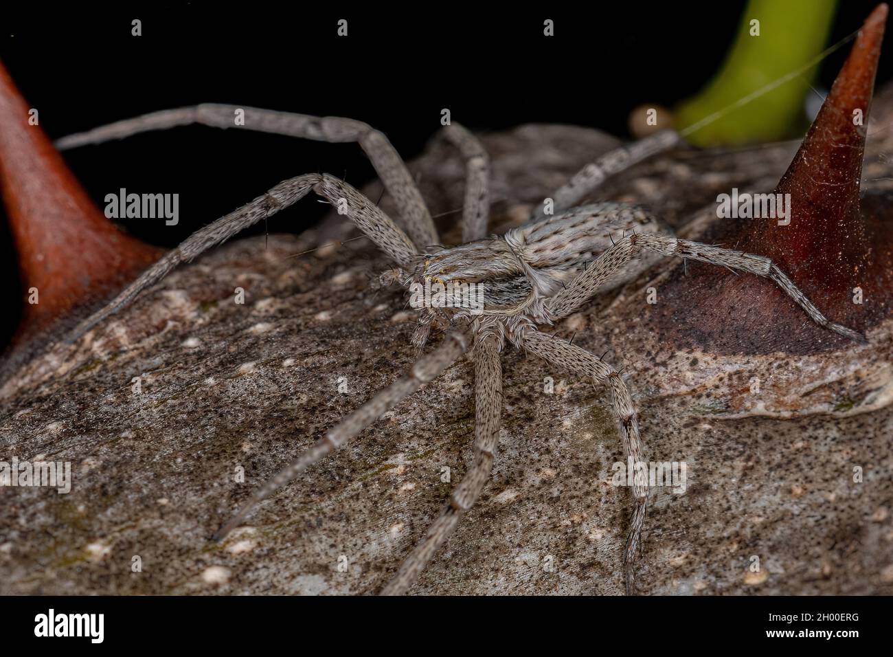 Running Crab Spider of the Family Philodromidae Stock Photo - Alamy