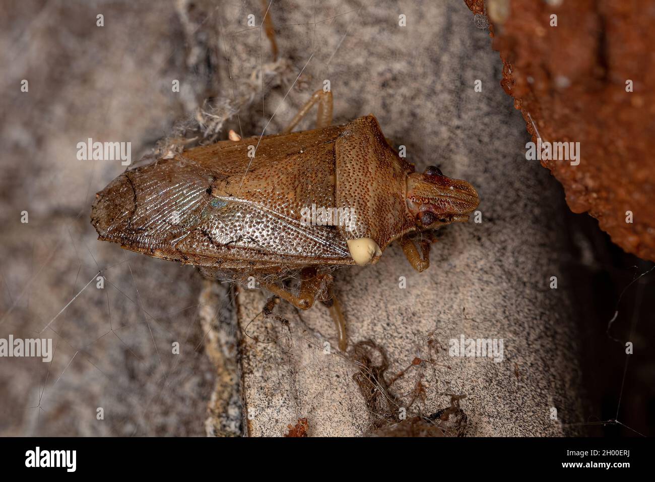 Dead Adult Stink Bug of the Genus Oebalus Stock Photo - Alamy