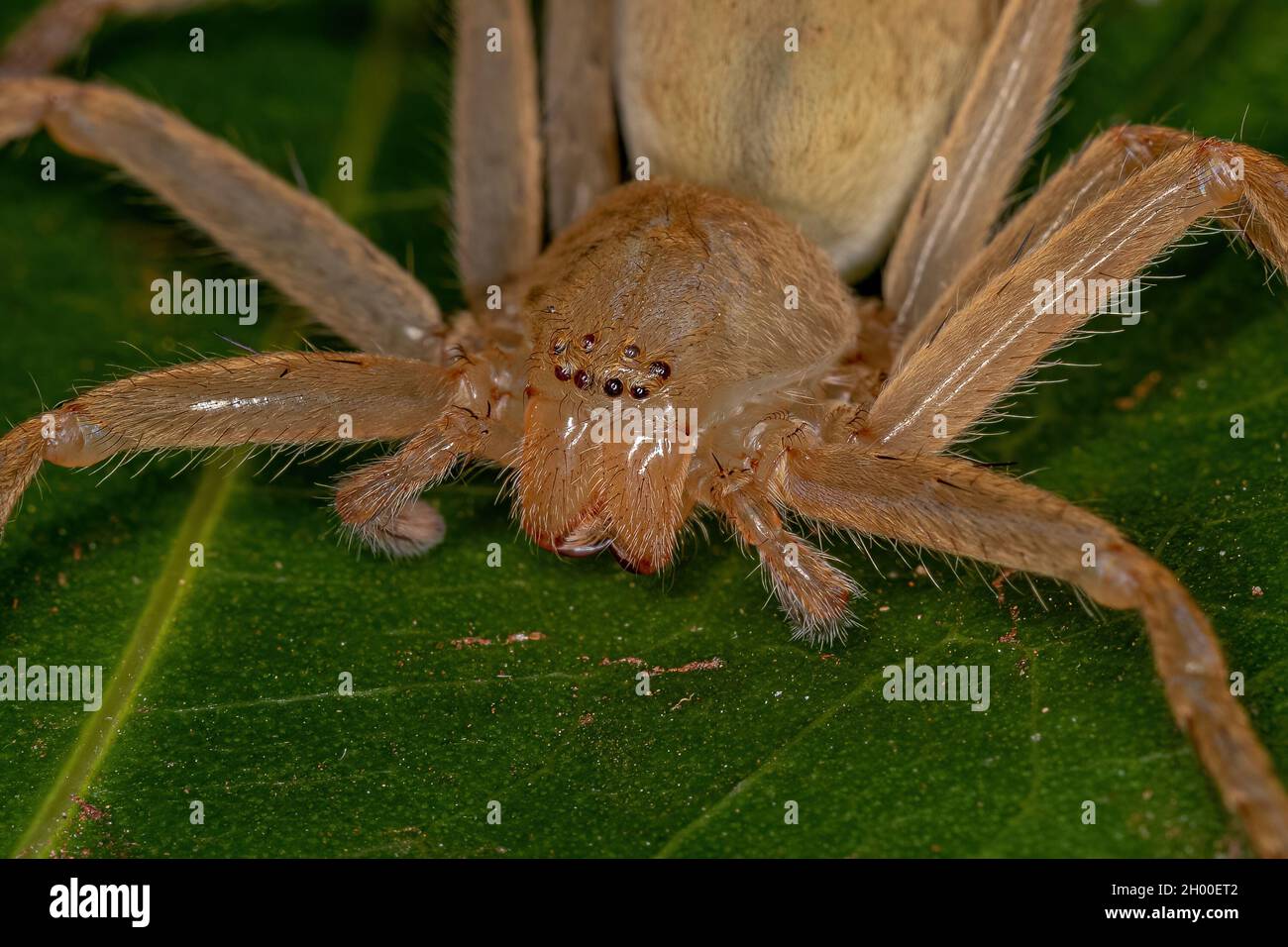 Yellow Huntsman Spider of the species Family Sparassidae Stock Photo ...