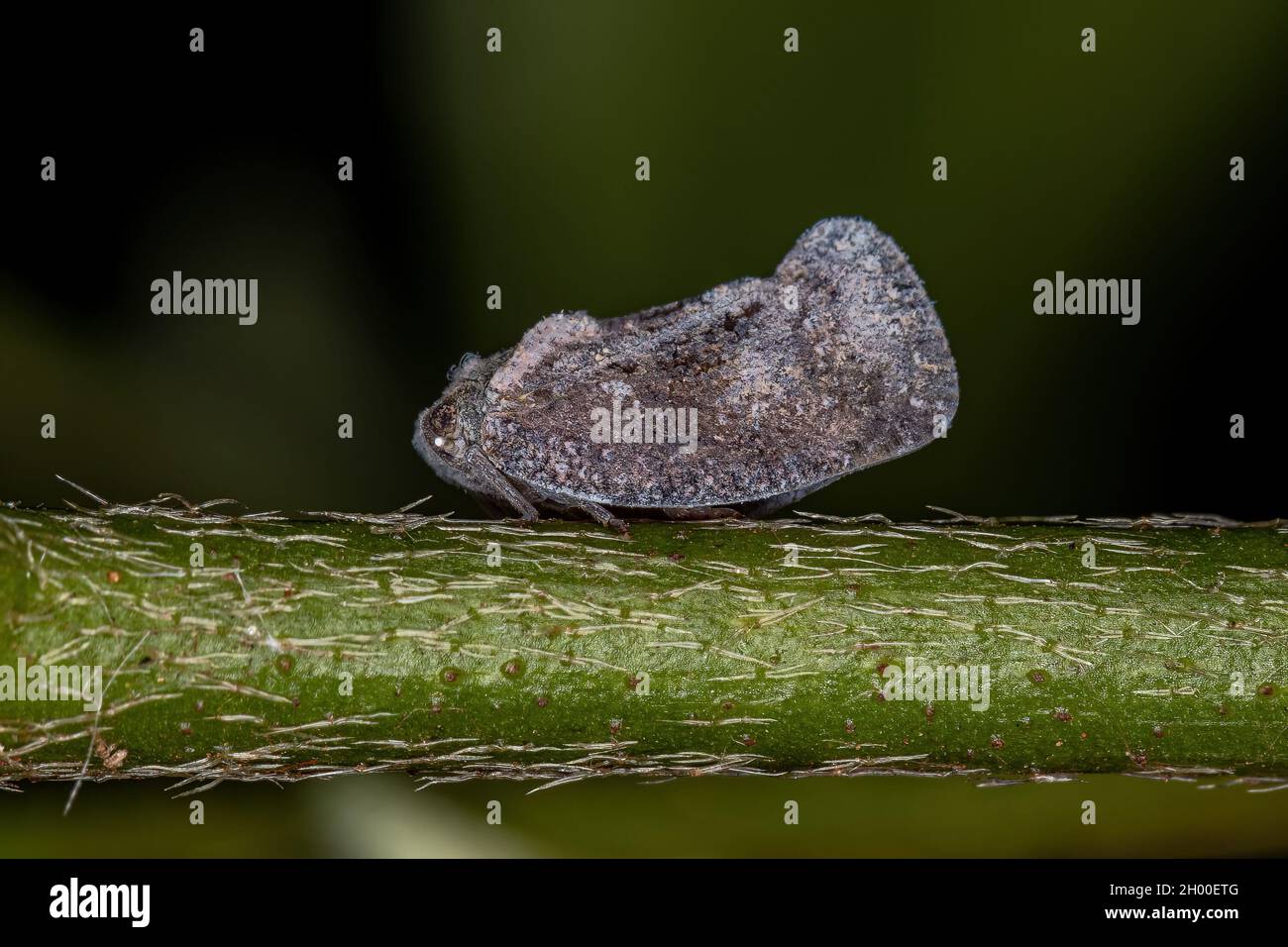 Adult Planthopper Insect of the Family Flatidae Stock Photo - Alamy