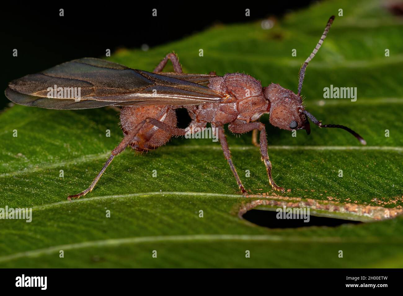 Adult Female Acromyrmex Leaf-cutter Queen Ant of the Genus Acromyrmex ...