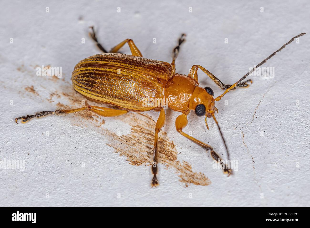 Adult Leaf Beetle of the Subfamily Eumolpinae Stock Photo - Alamy