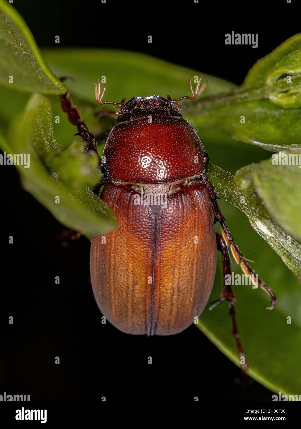 Adult June Beetle of the Subfamily Melolonthinae Stock Photo - Alamy