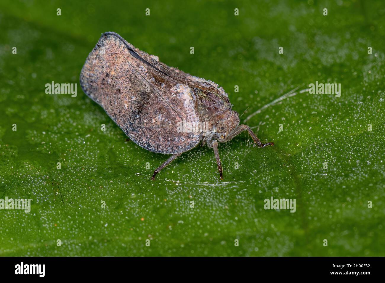 Adult Planthopper Insect of the Family Flatidae Stock Photo - Alamy