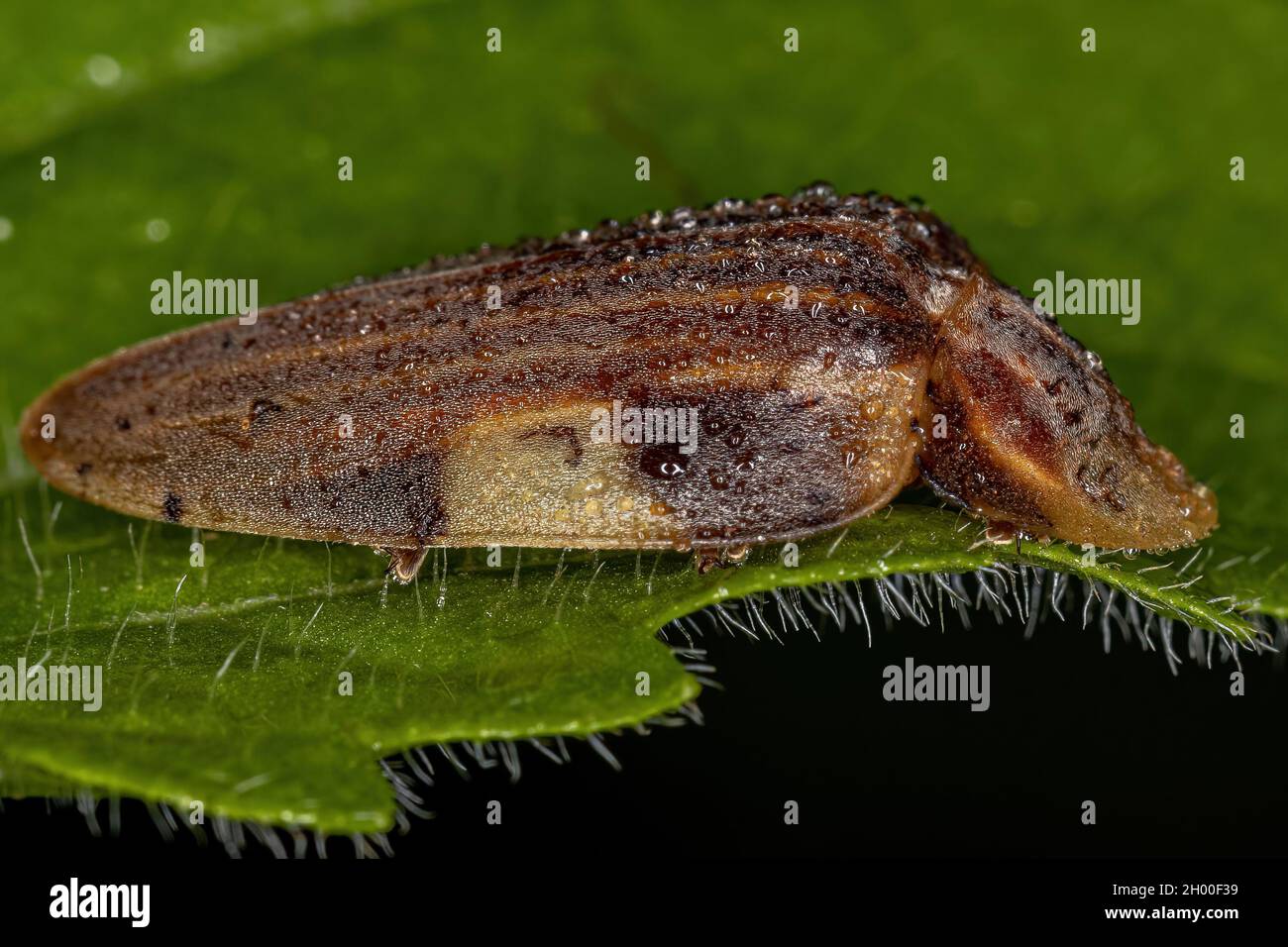 Adult Firefly Beetle of the species Aspisoma lineatum Stock Photo - Alamy