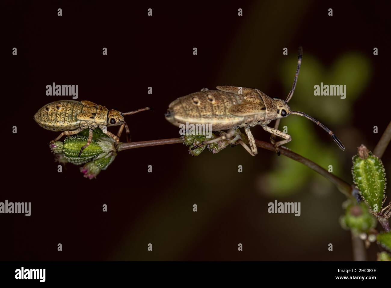 Leaf-footed Bug Nymph of the species Catorhintha guttula Stock Photo ...