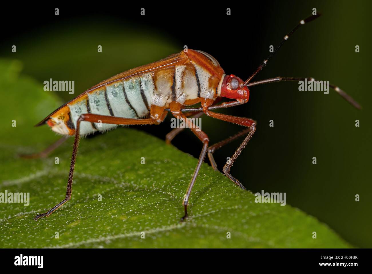 Adult Leaf-footed Bug of the Species Hypselonotus interruptus Stock ...