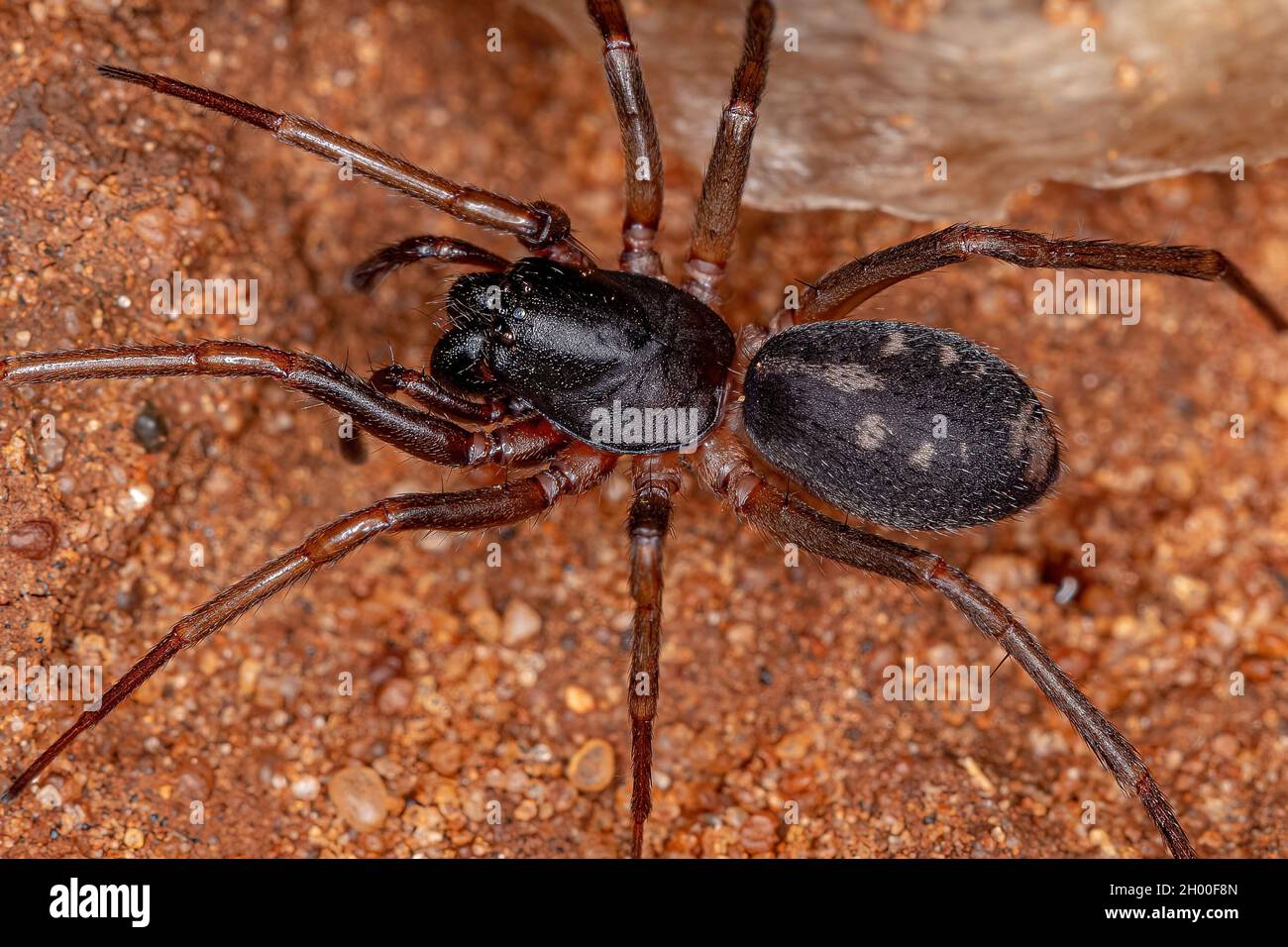 Female Adult Ant mimic Sac Spider of the species Falconina gracilis ...