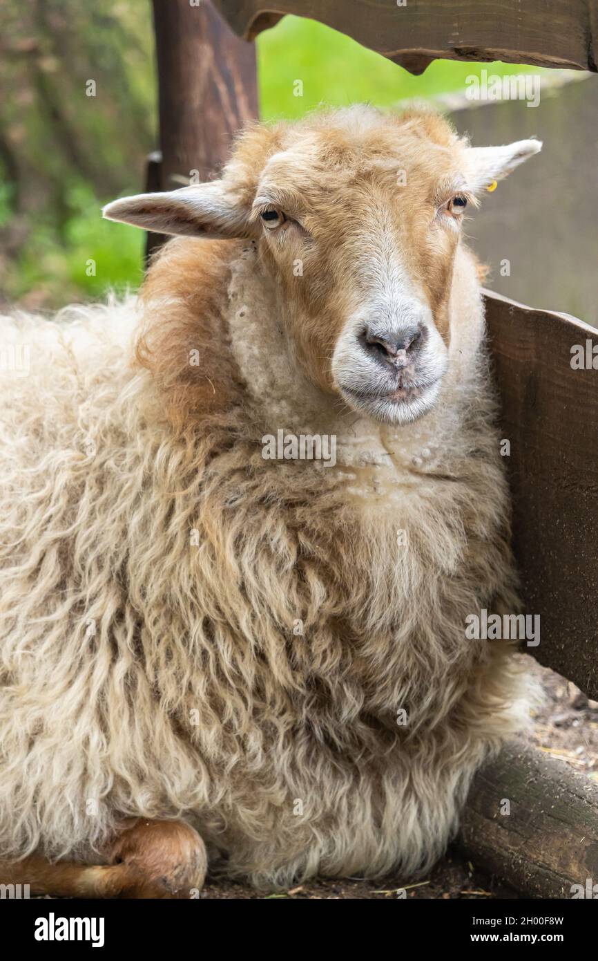 A vertical front view shot of a sheep leaning on a wooden gate Stock ...