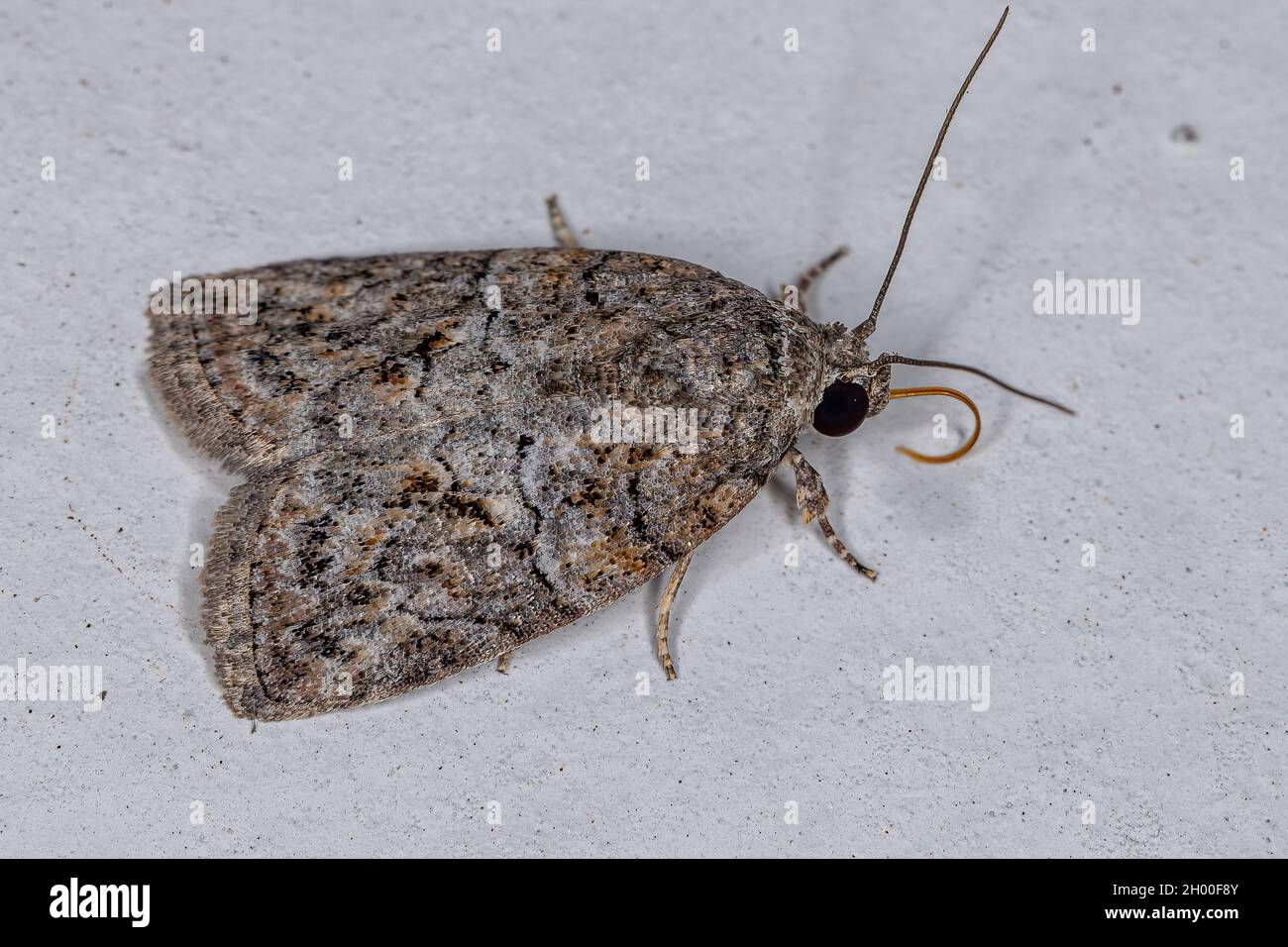 Olive leaf moth hi-res stock photography and images - Alamy