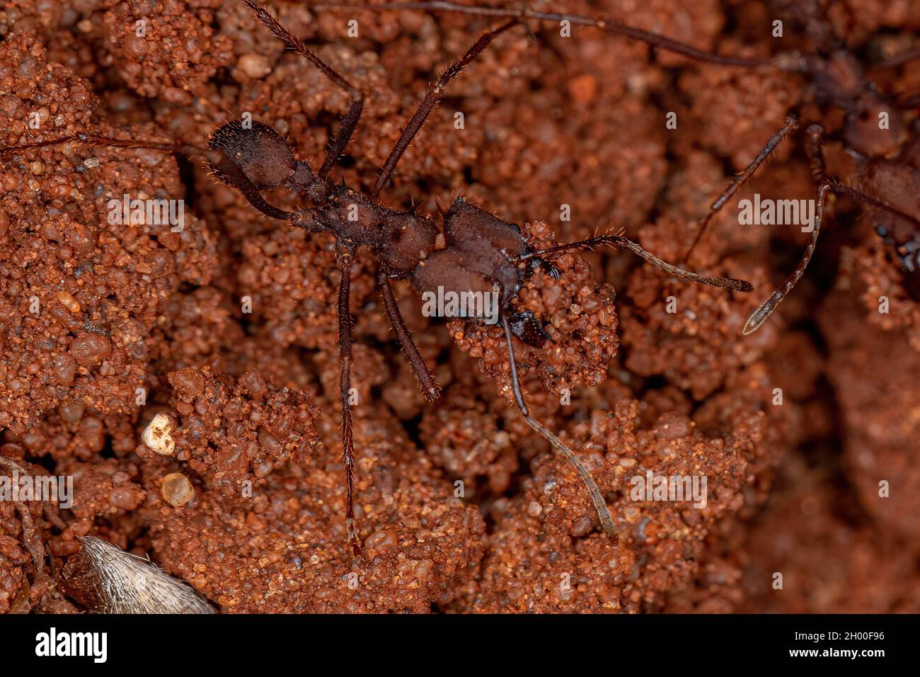 Ant genus atta hi-res stock photography and images - Alamy