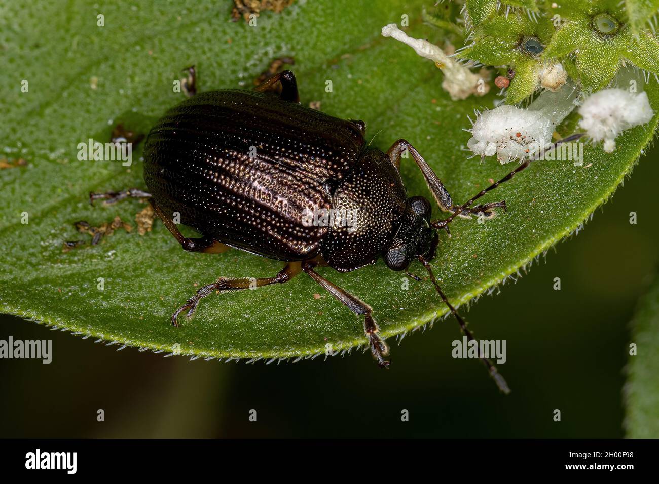 Adult Leaf Beetle of the Subfamily Eumolpinae Stock Photo - Alamy