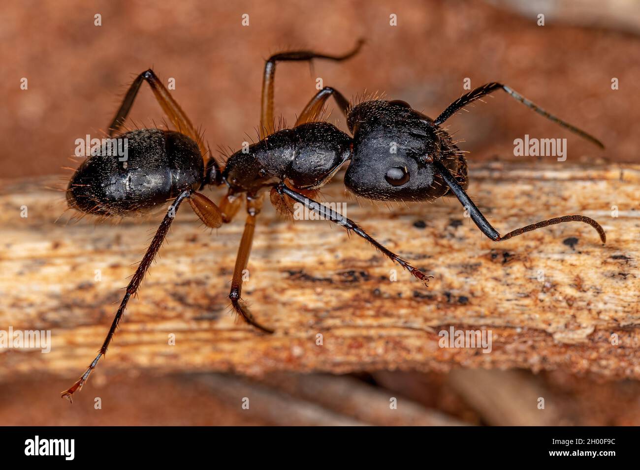 Adult Female Carpenter Ant of the genus Camponotus Stock Photo - Alamy