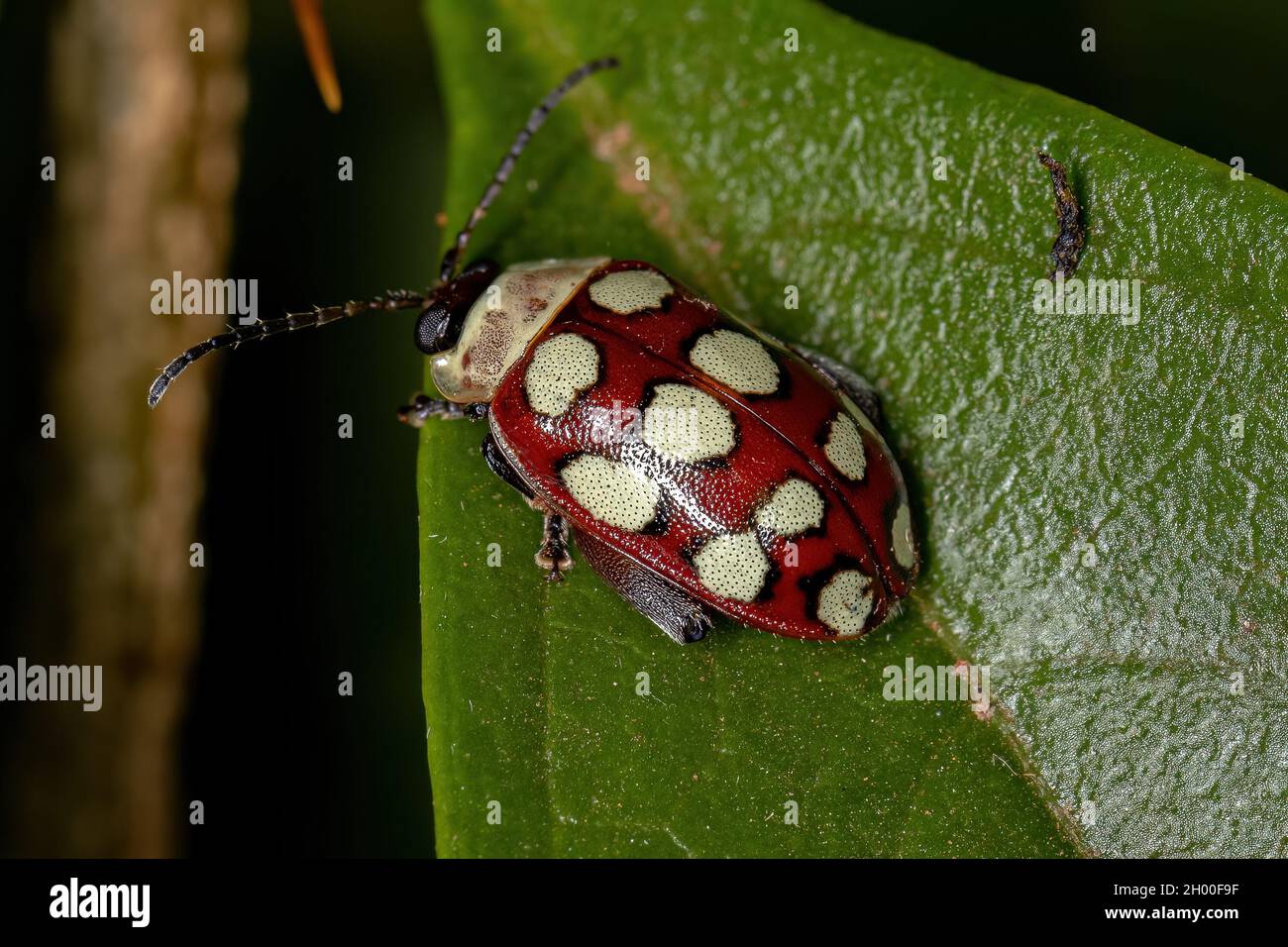 Alagoasa hi-res stock photography and images - Alamy