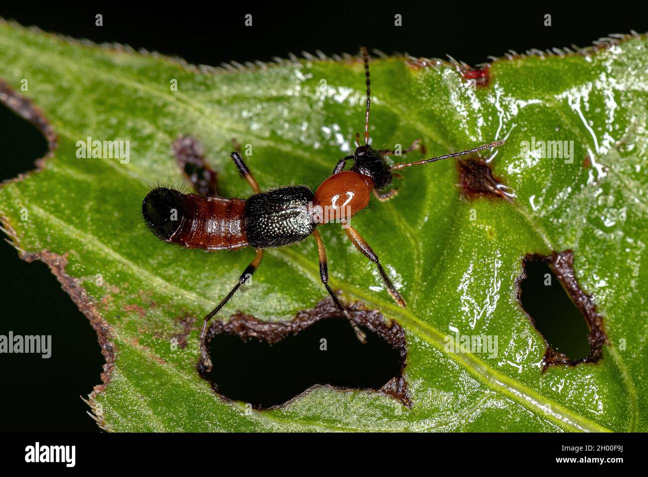 Paederus hi-res stock photography and images - Alamy