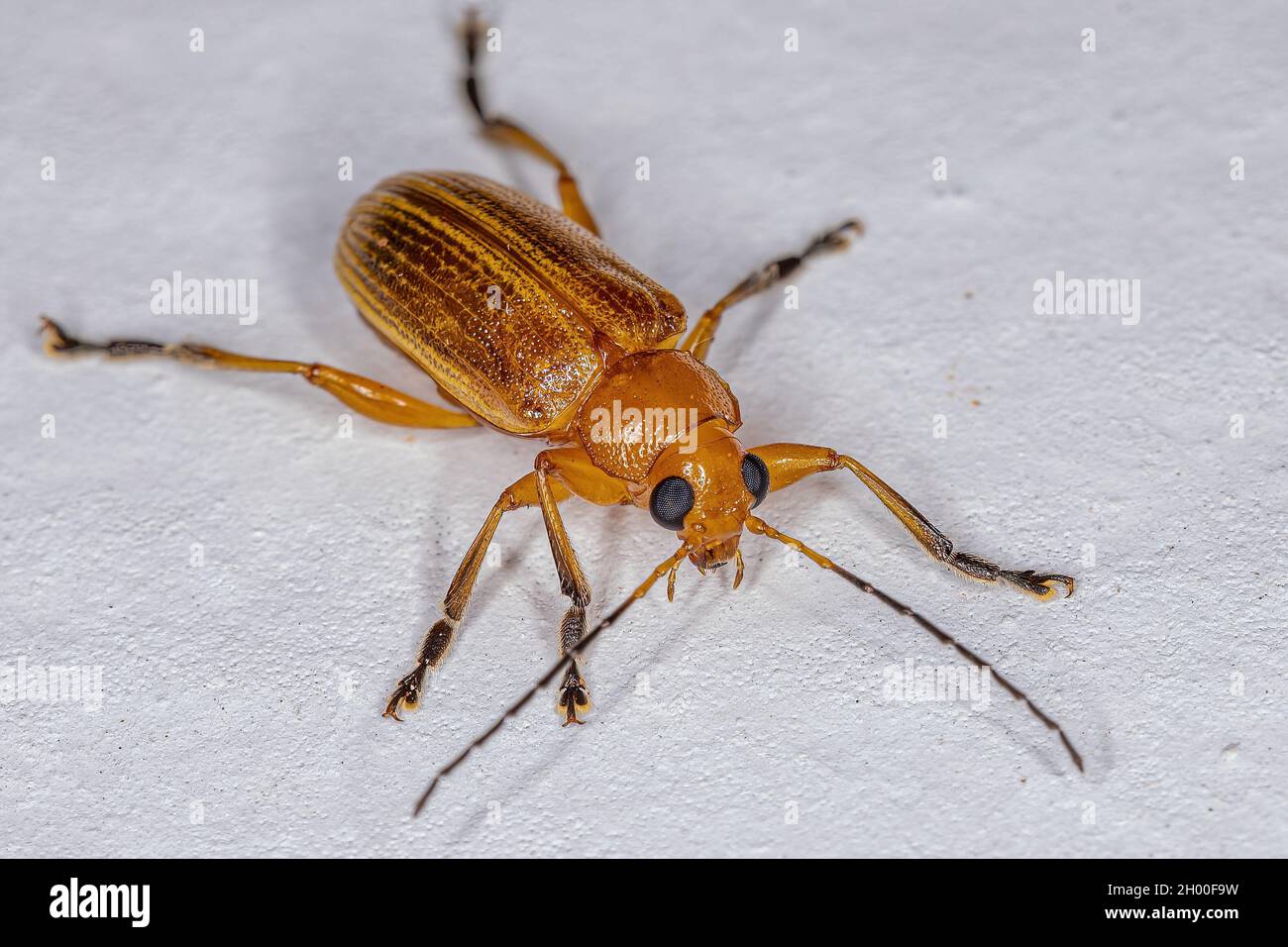 Adult Leaf Beetle of the Subfamily Eumolpinae Stock Photo - Alamy