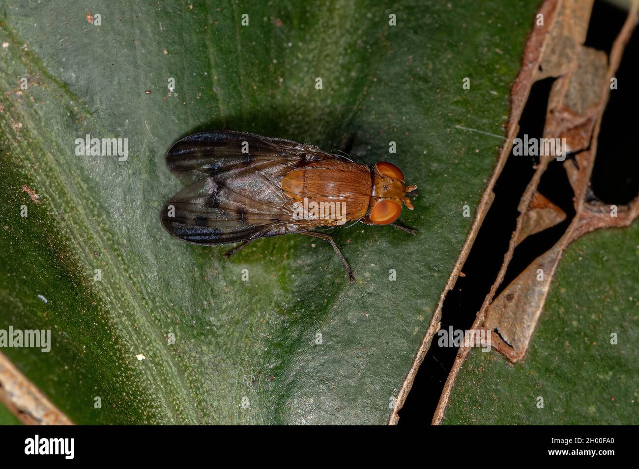 Adult Acalyptrate Fly of the Zoosubsection Acalyptratae Stock Photo - Alamy