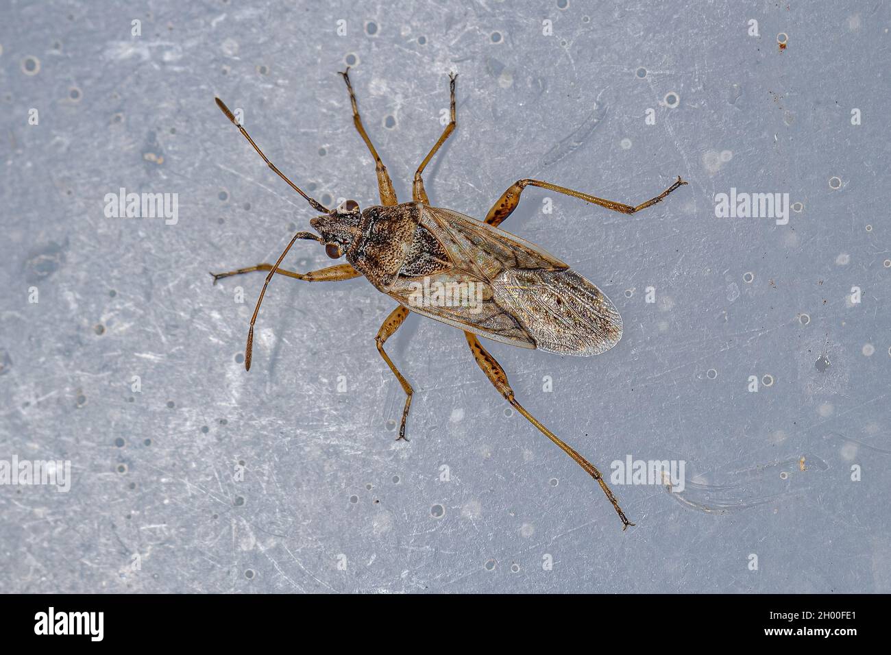 Adult Seed Bug of the Family Lygaeidae Stock Photo - Alamy