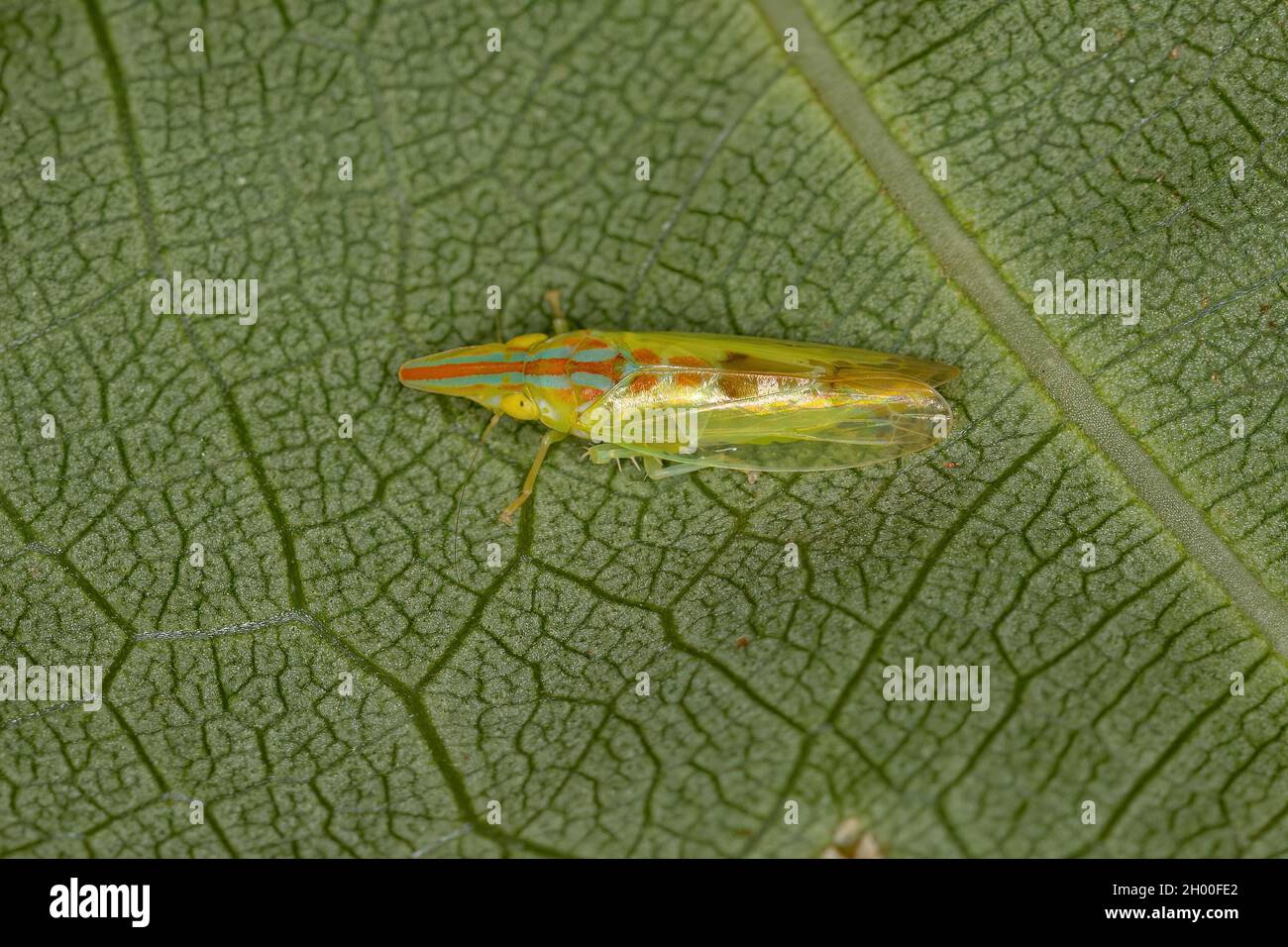 Adult Typical Leafhopper of the Genus Krocolidia Stock Photo - Alamy