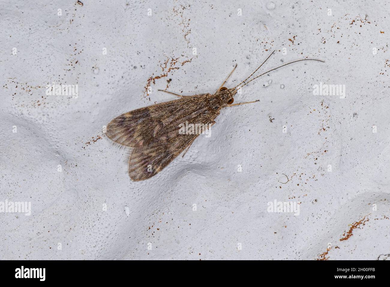 Adult Caddisfly Insect of the Order Trichoptera Stock Photo - Alamy