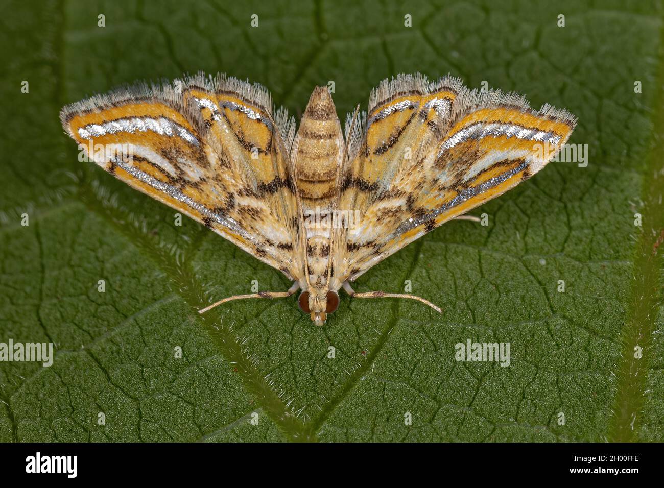 Adult China-mark Moth of the Subfamily Acentropinae Stock Photo - Alamy