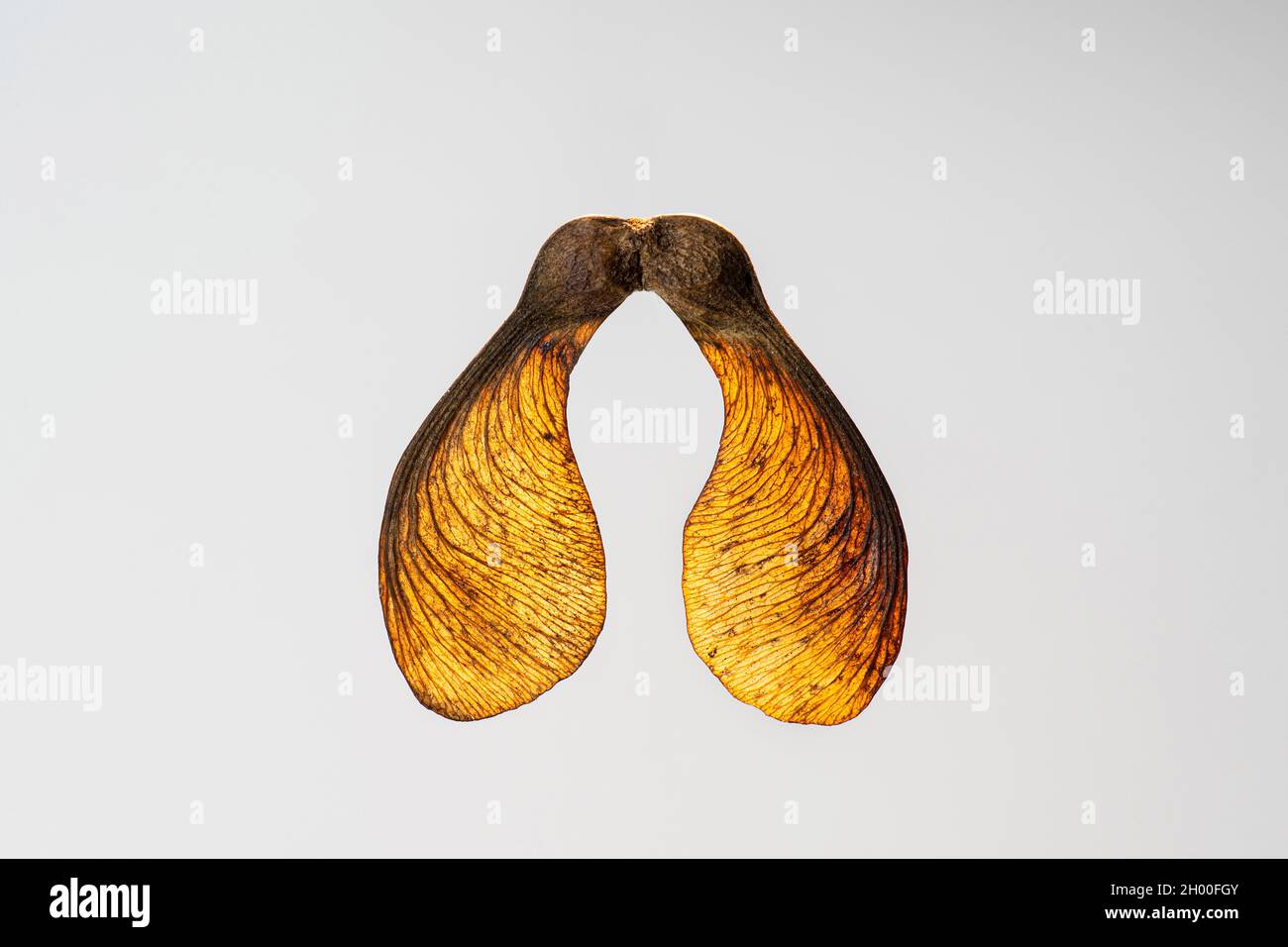 Sycamore helicopter seeds hi-res stock photography and images - Alamy