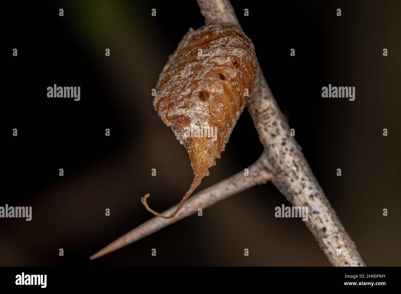 Mantises Egg Case of the Order Mantodea parasitized by parasitoid wasps ...