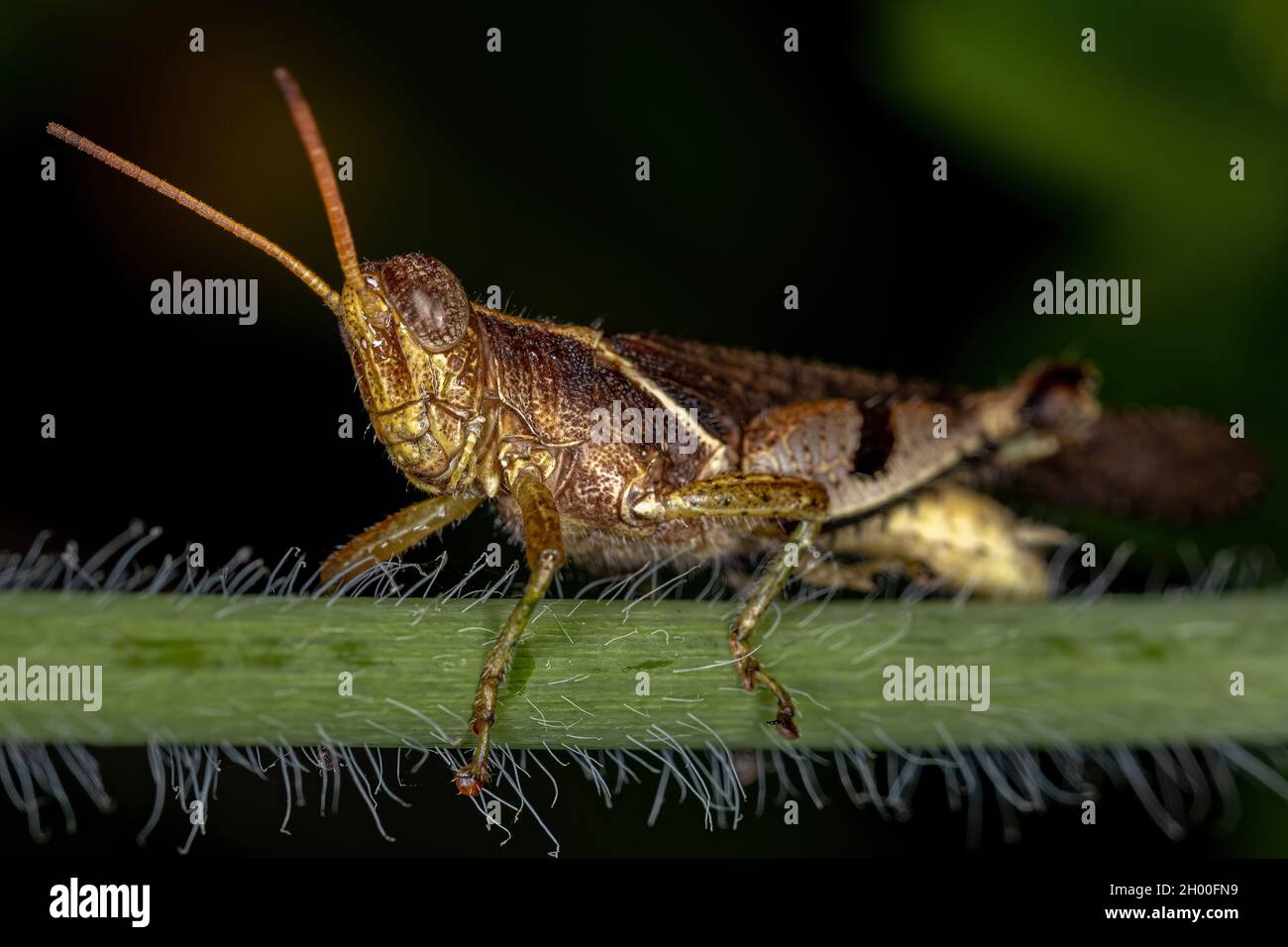 Acrididae Short Horned Grasshoppers