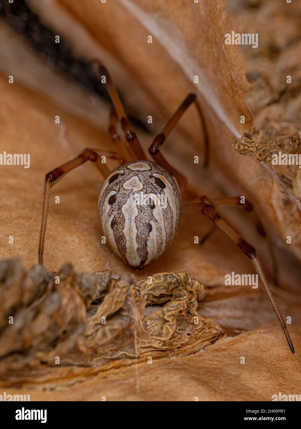 Adult Female Brown Widow Spider of the species Latrodectus geometricus ...