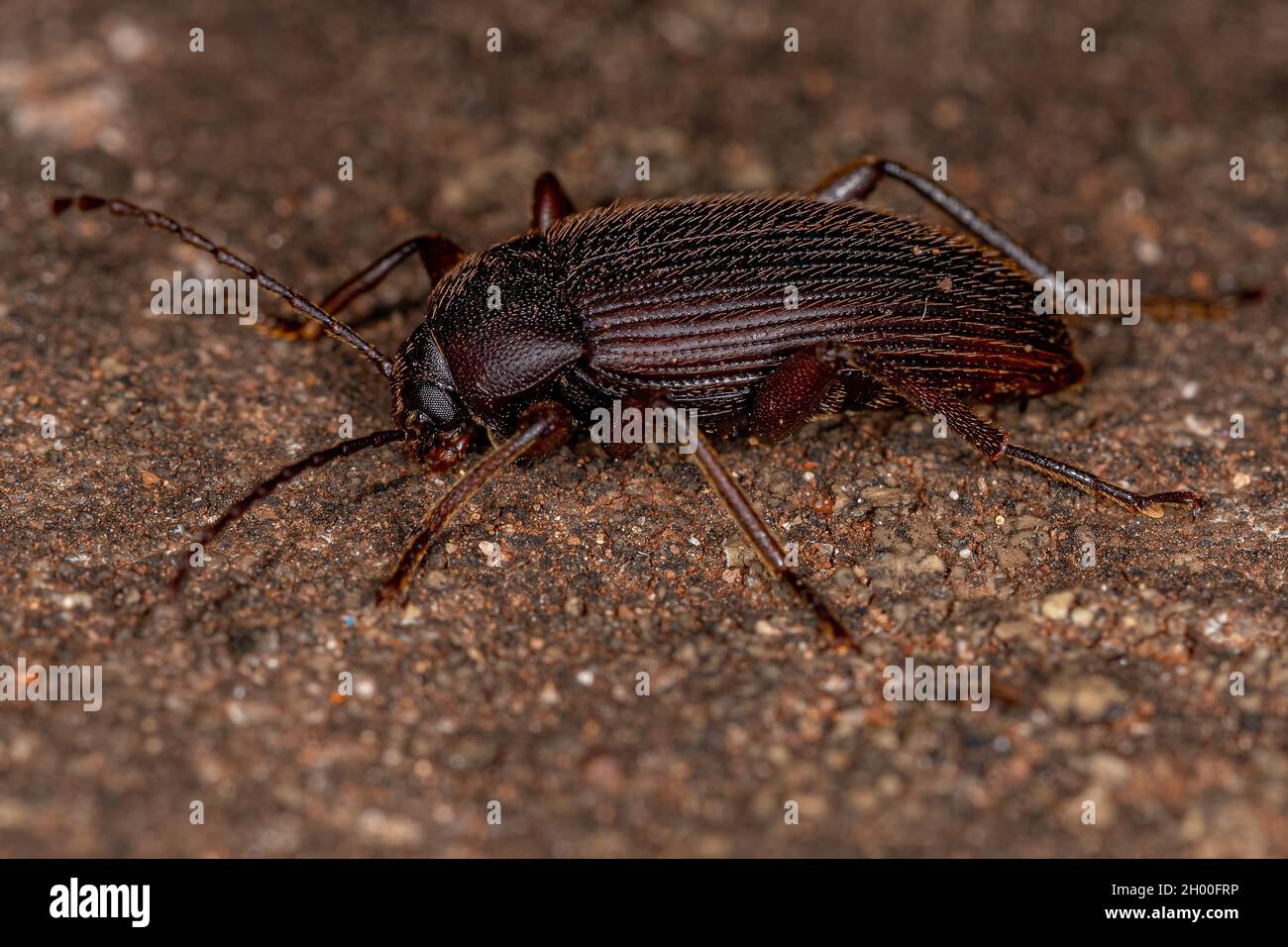 Adult Comb-clawed Darkling Beetle of the Tribe Alleculini Stock Photo ...