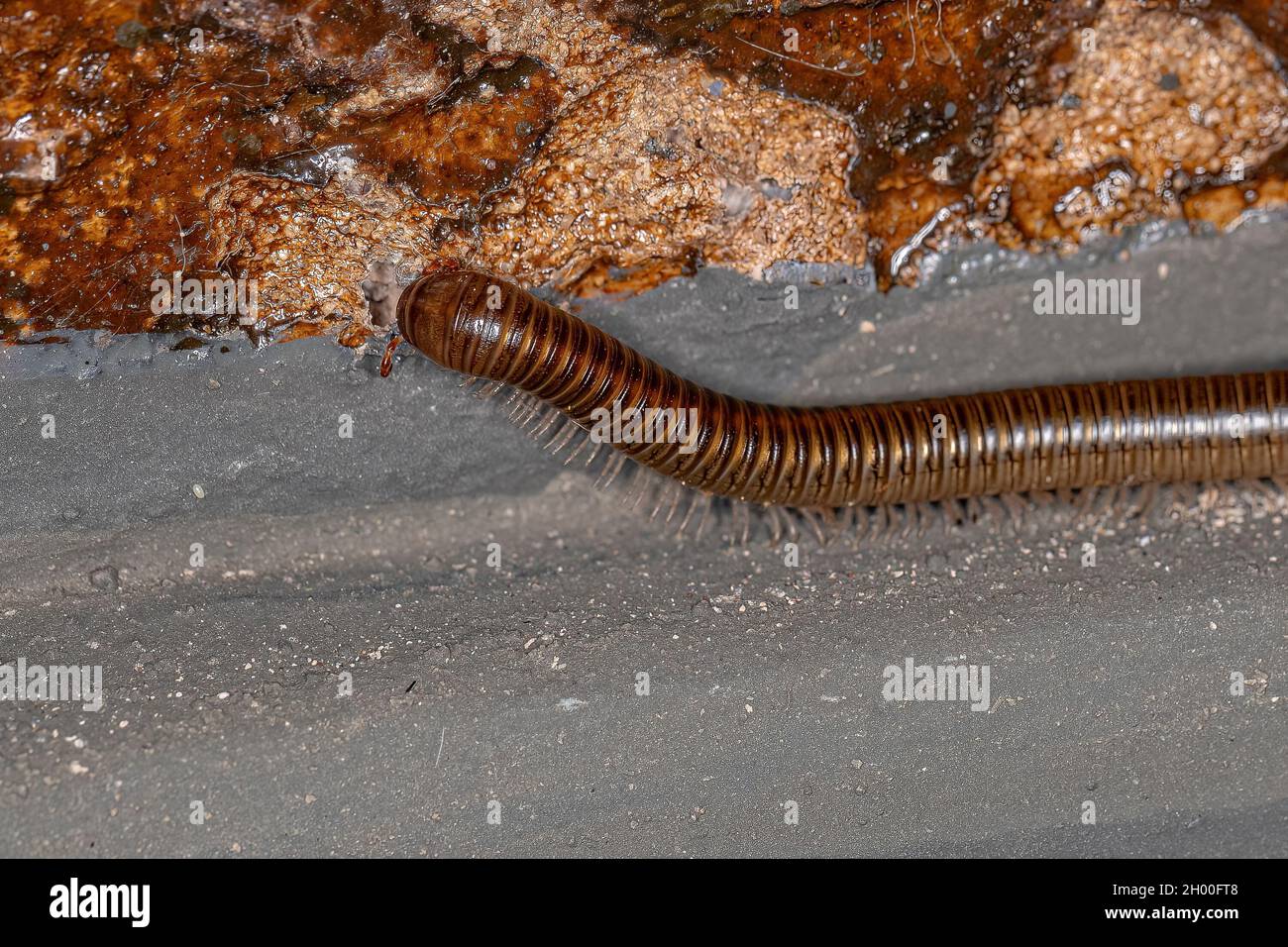 Adult Common Brown Millipede of the Order Spirostreptida Stock Photo ...