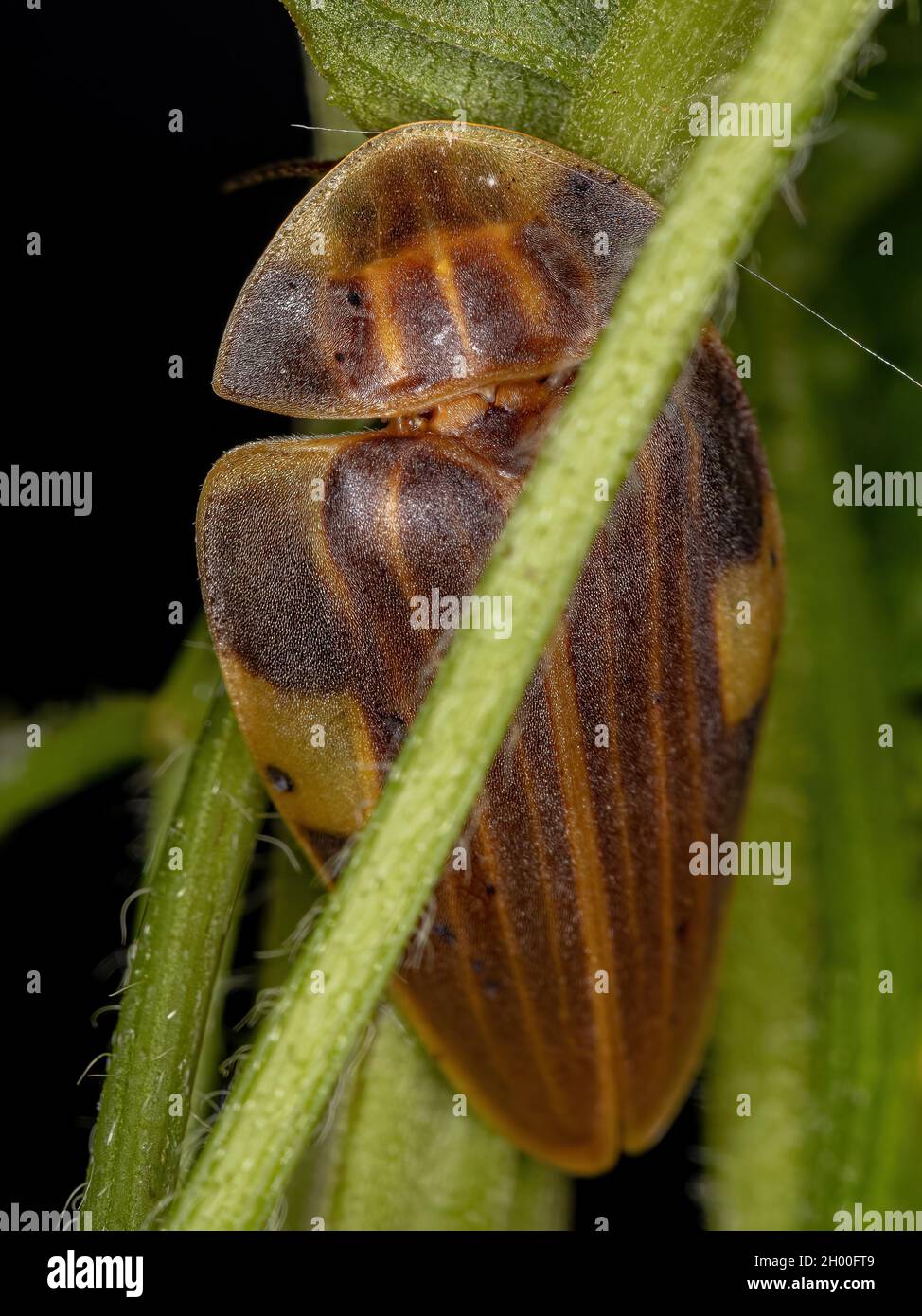 Adult Firefly Beetle of the species Aspisoma lineatum Stock Photo - Alamy