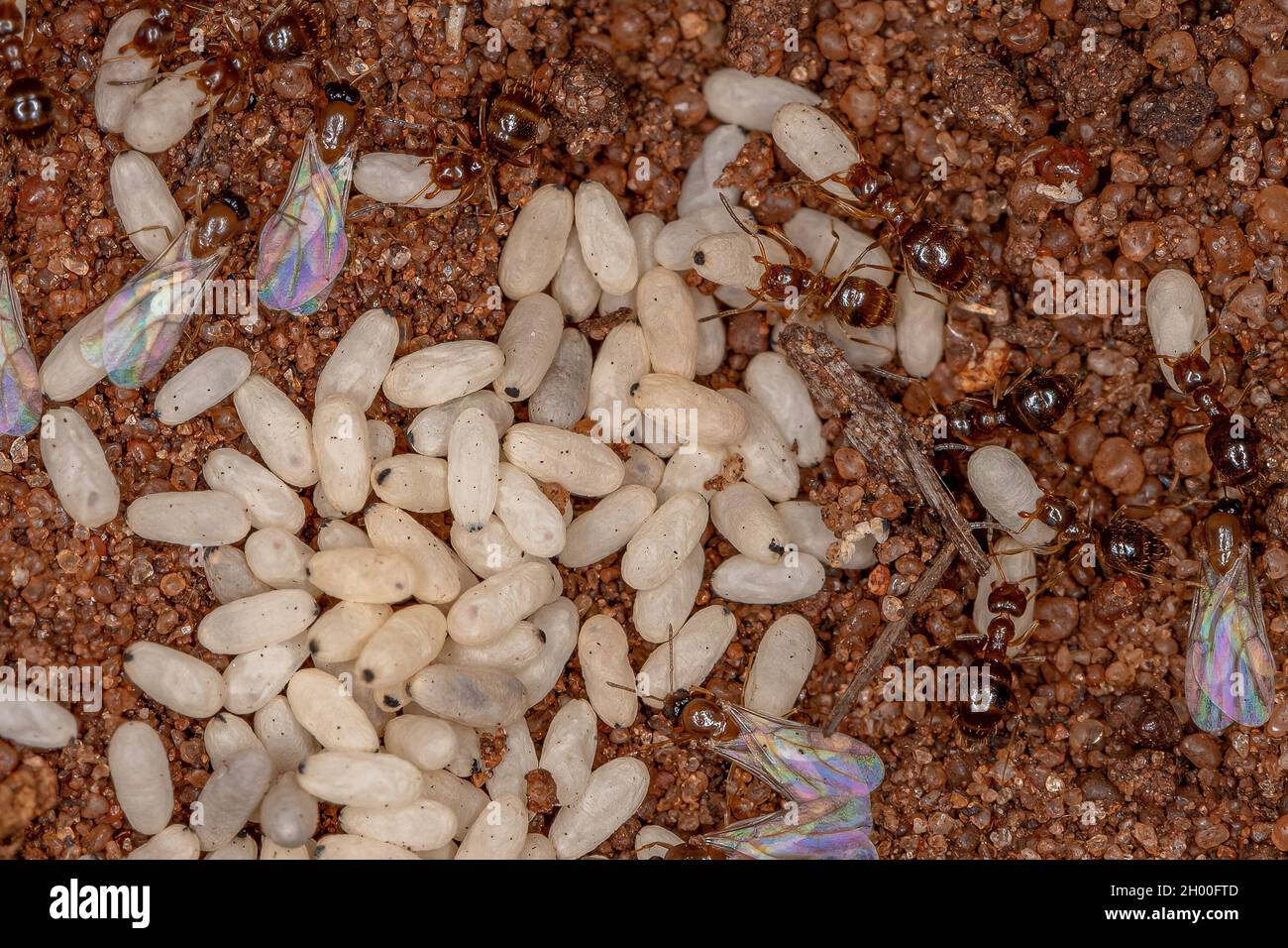 Winged ants hi-res stock photography and images - Alamy