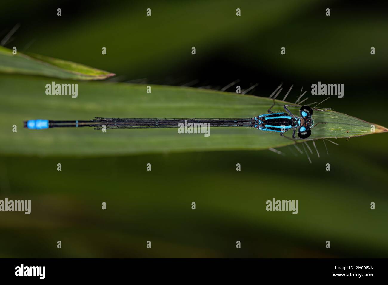 Adult Narrow-winged Damselfly of the Family Coenagrionidae Stock Photo ...