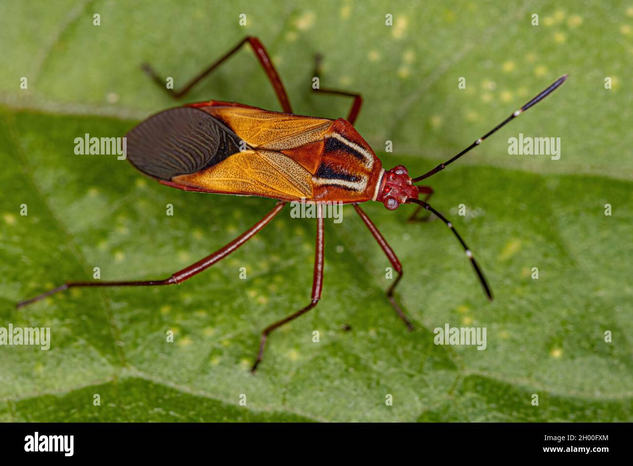 Adult Leaf-footed Bug of the Species Hypselonotus interruptus Stock ...