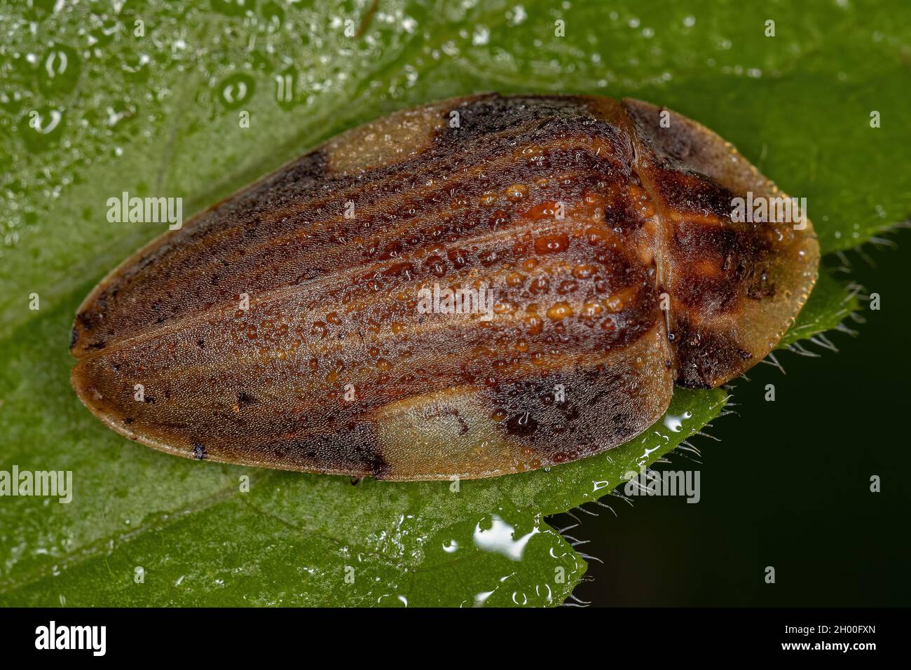 Adult Firefly Beetle of the species Aspisoma lineatum Stock Photo - Alamy
