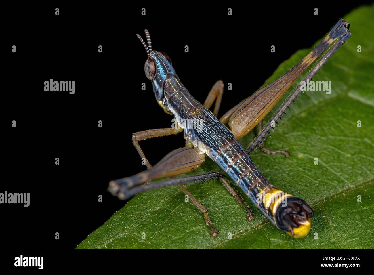 Male Monkey Grasshopper Nymph of the species Temnomastax hamus Stock ...